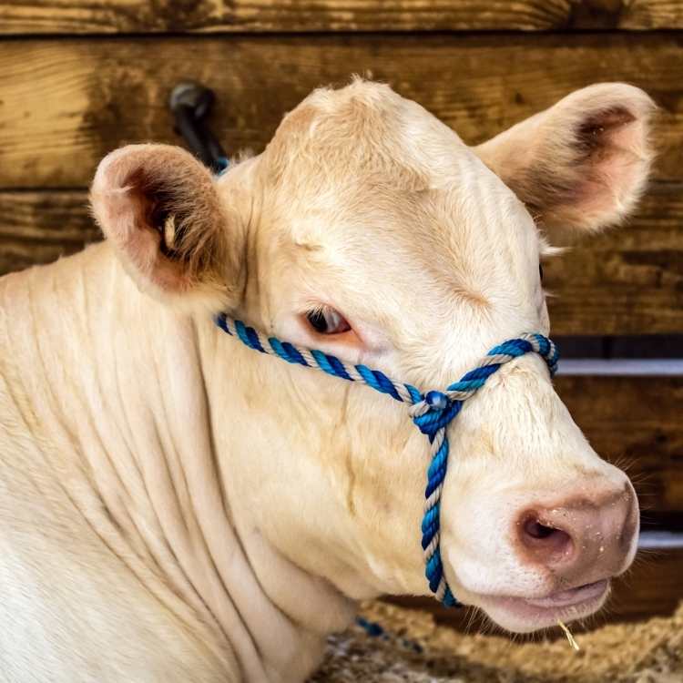 Duve – Sadaka Şifası Yardımlaşma Derneği